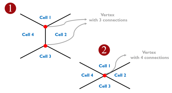 Cells use mechanical principles to integrate | EurekAlert!