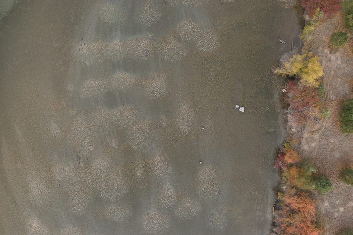 Salmon redds [IMAGE] | EurekAlert! Science News Releases