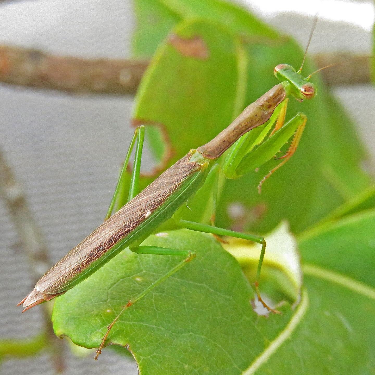 Callimantis Male in the Wild [IMAGE] | EurekAlert! Science News Releases