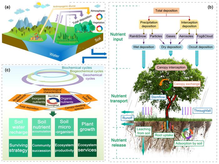 Nutrient enrichment driven by canopy rainfall | EurekAlert!