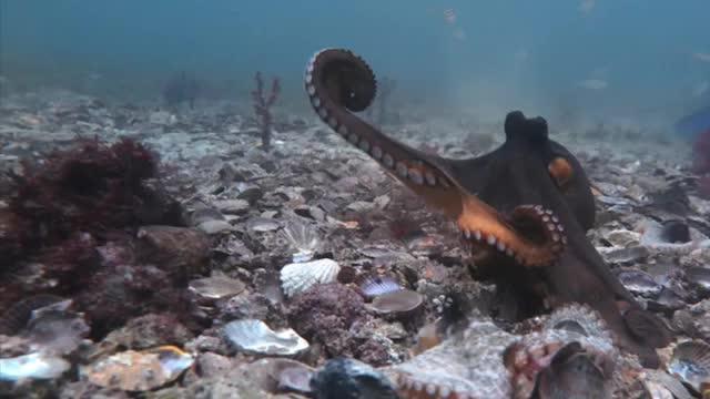 Octopuses shed their asocial reputation | EurekAlert!
