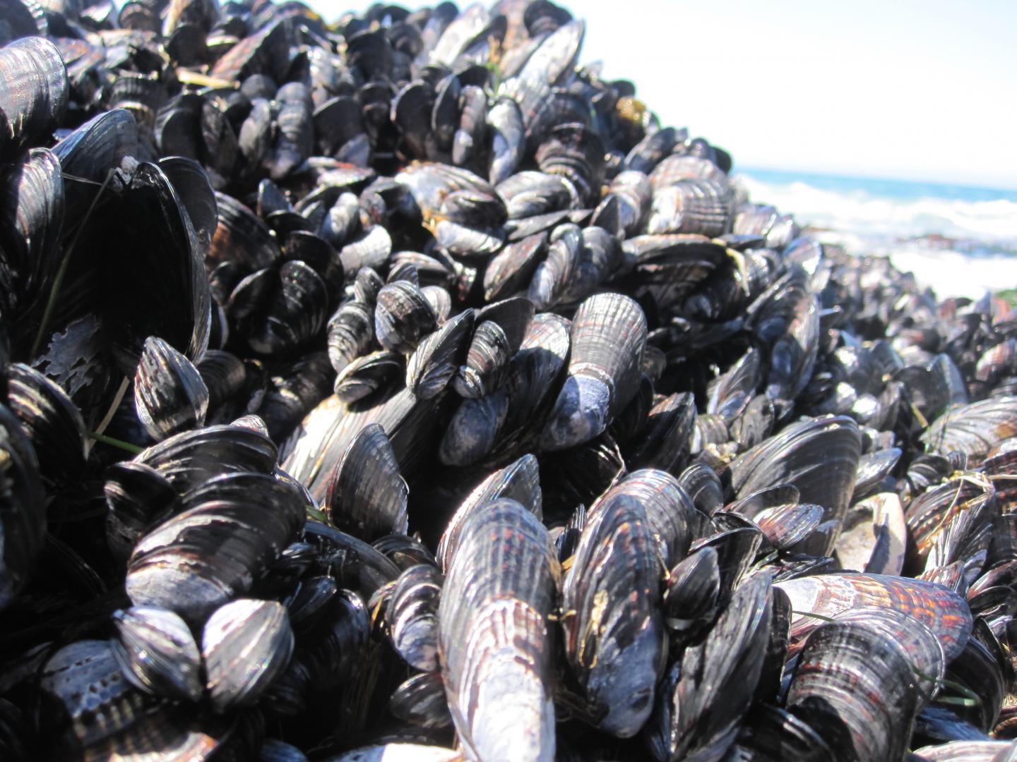 Mussel Close Up [IMAGE] | EurekAlert! Science News Releases