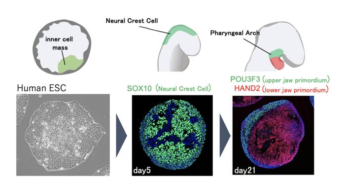 Neural crest cells for good ja [IMAGE] | EurekAlert! Science News Releases