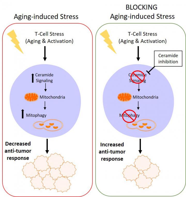 Anti-Cancer Function of Aging [IMAGE] | EurekAlert! Science News Releases