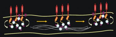 Molecular 'Velcro' [IMAGE] | EurekAlert! Science News Releases