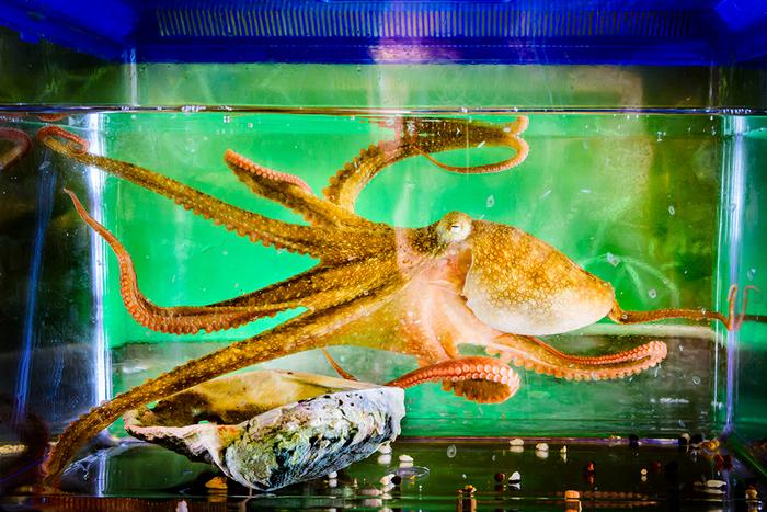 An octopus [IMAGE] | EurekAlert! Science News Releases