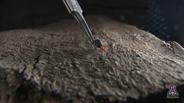 Meet the beetle that packs a machine gun | EurekAlert!