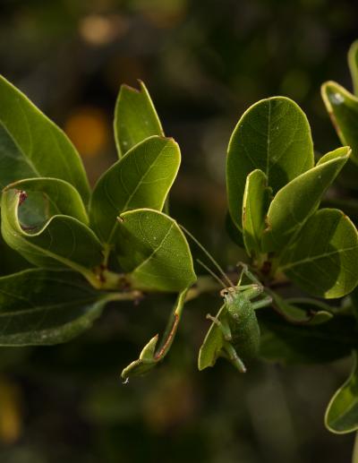 Walking Stick on Greenback Cea [IMAGE] | EurekAlert! Science News Releases