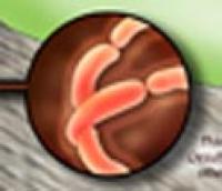 Unusual Antarctic microbes live life on a pre | EurekAlert!