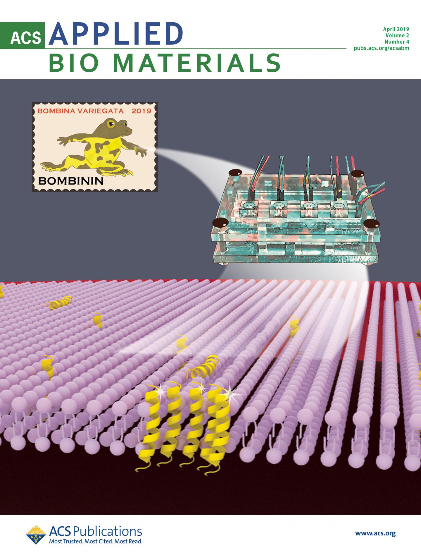 Study unravels mystery of antimicrobial frog | EurekAlert!