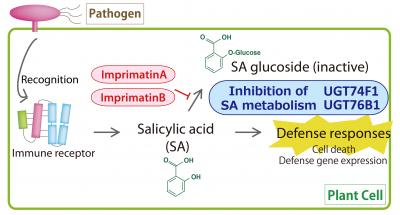 Plant Immunity Signaling and t [IMAGE] | EurekAlert! Science News Releases