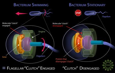 Flagellum [IMAGE] | EurekAlert! Science News Releases