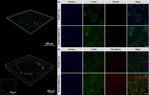 2D Organization of HUVECs [IMAGE] | EurekAlert! Science News Releases