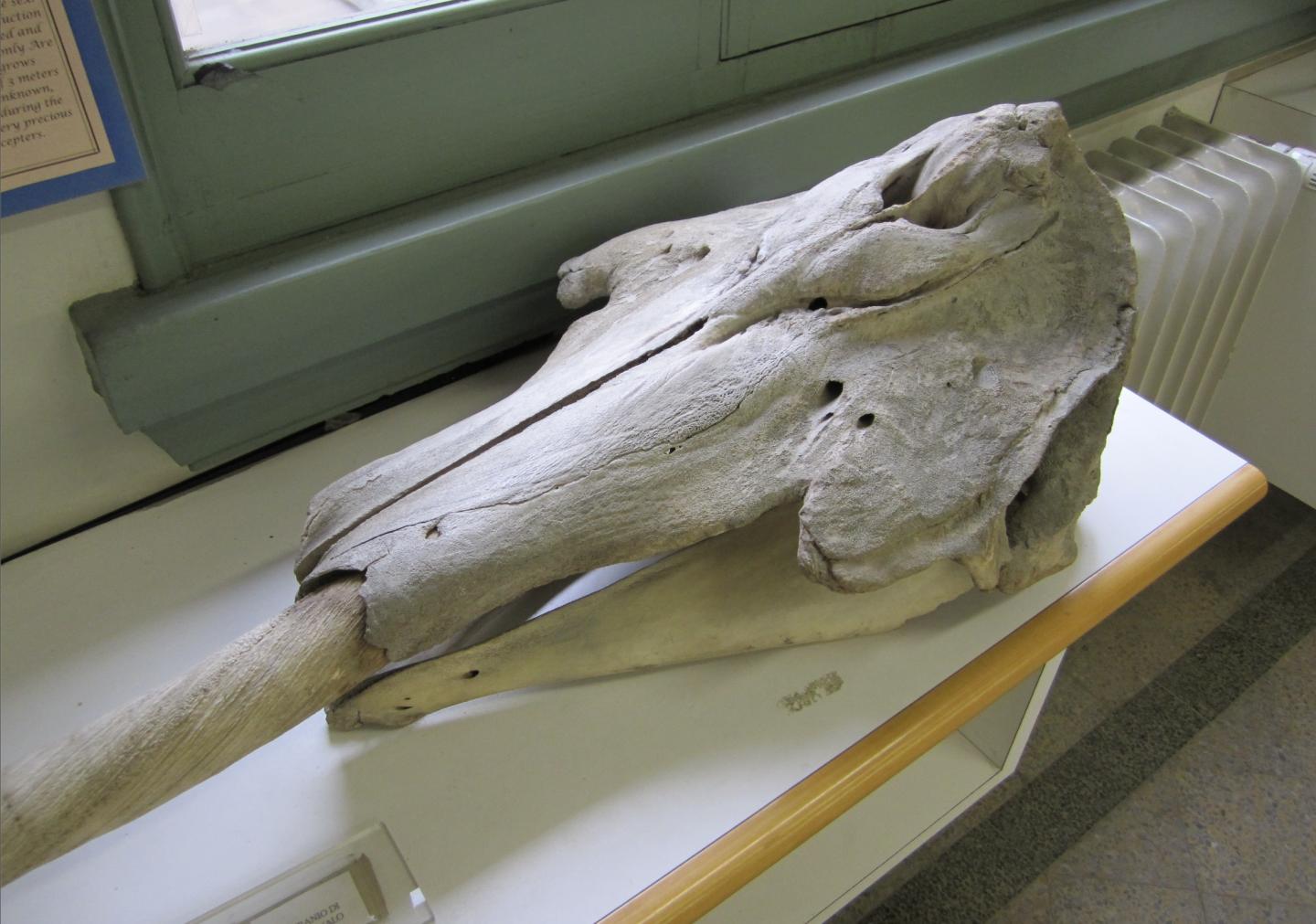 Narwhal Tusk Anatomy