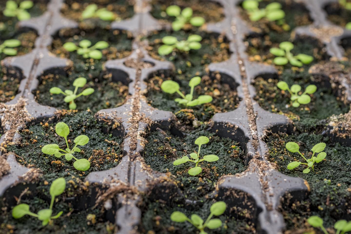 The Model Plant Arabidopsis Th [IMAGE] | EurekAlert! Science News Releases