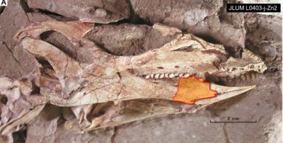 The teeth of Changchunsaurus: Rare insight in | EurekAlert!