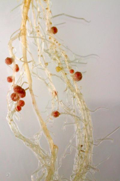 Why Are Nodules Red? [IMAGE] | EurekAlert! Science News Releases