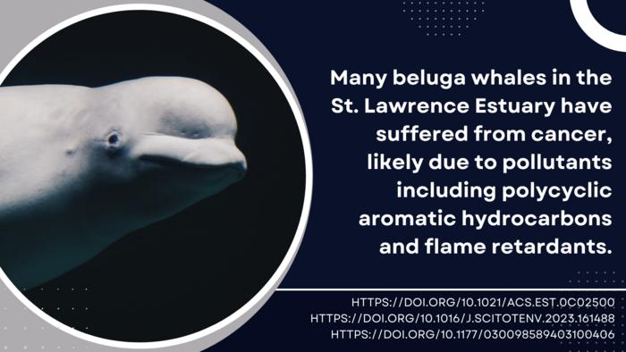Cancer in Beluga Whales [IMAGE] | EurekAlert! Science News Releases