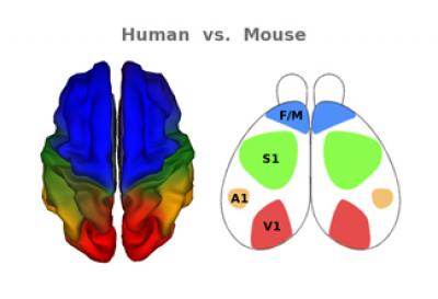 Of mice and men, a common cortical connection | EurekAlert!