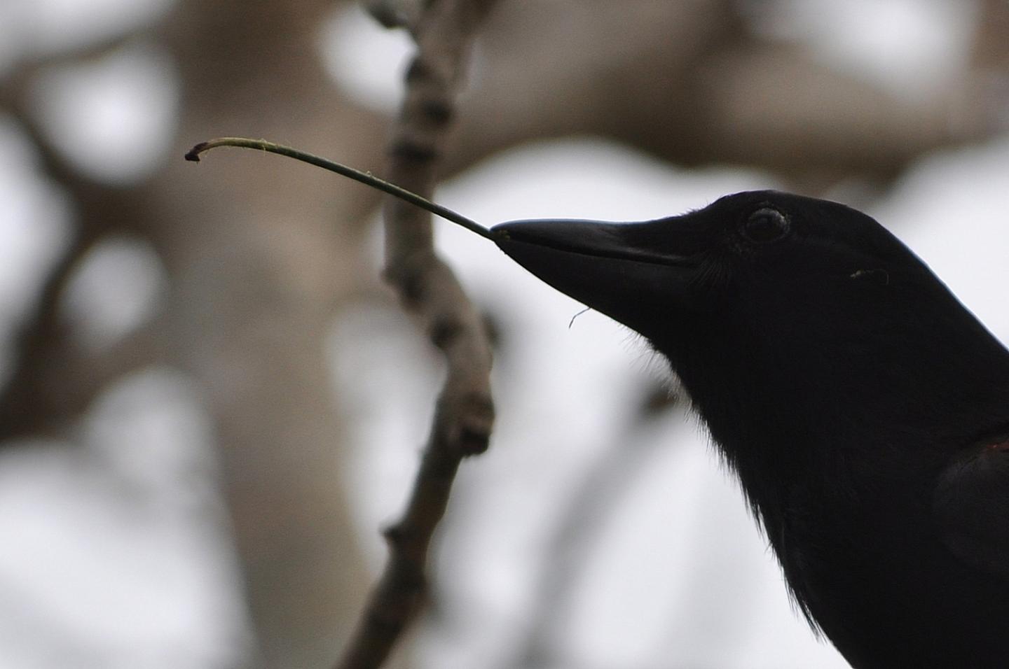 A wild New Caledonian crow hol [IMAGE] | EurekAlert! Science News Releases