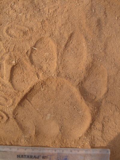 Paw prints and feces offer new hope for savin | EurekAlert!
