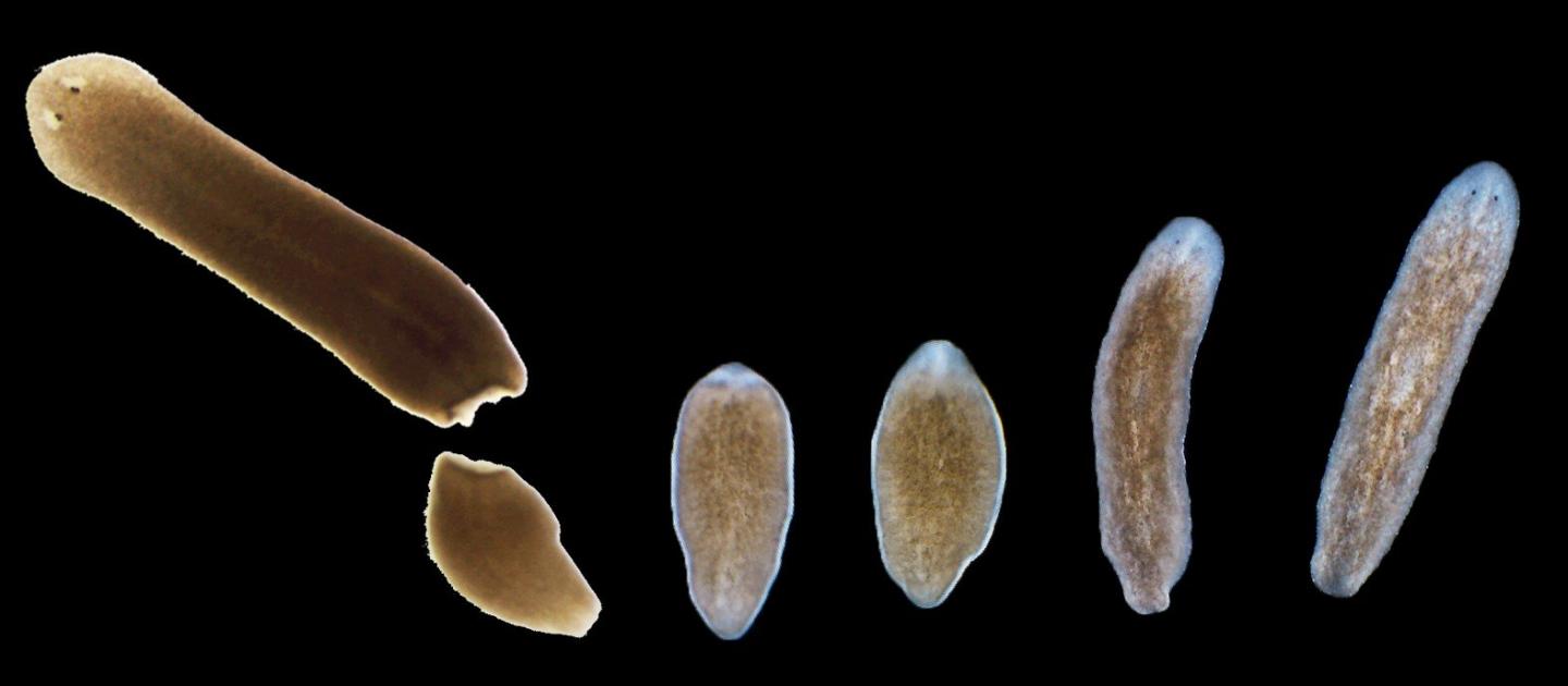 The Flatworm Schmidtea medi [IMAGE] | EurekAlert! Science News Releases