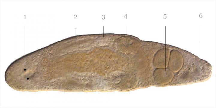 The bizarre mating habits of flatworms | EurekAlert!