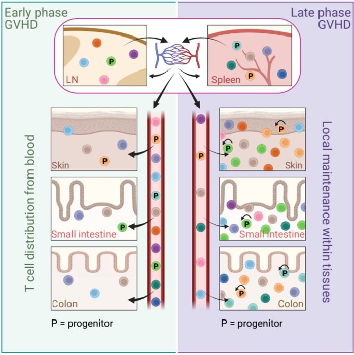 Pitt study reframes understanding of graft-ve | EurekAlert!