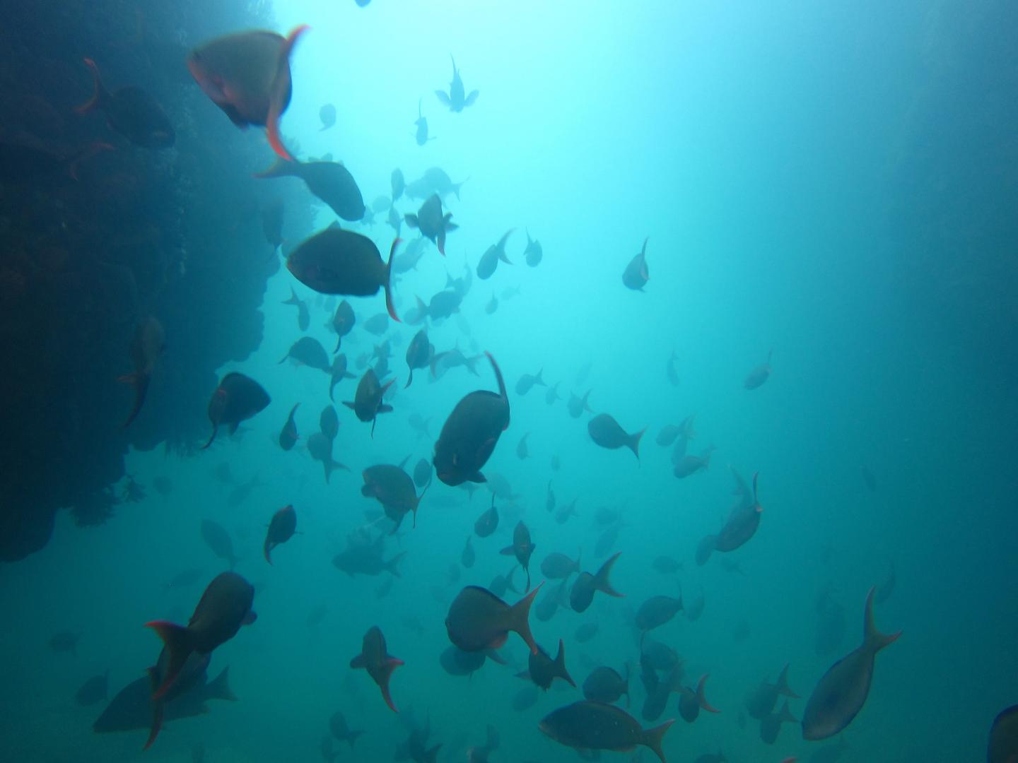 In Small Fishing Communities, Marine Protecte | EurekAlert!