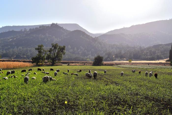Sheep fertilize pasture [IMAGE] | EurekAlert! Science News Releases