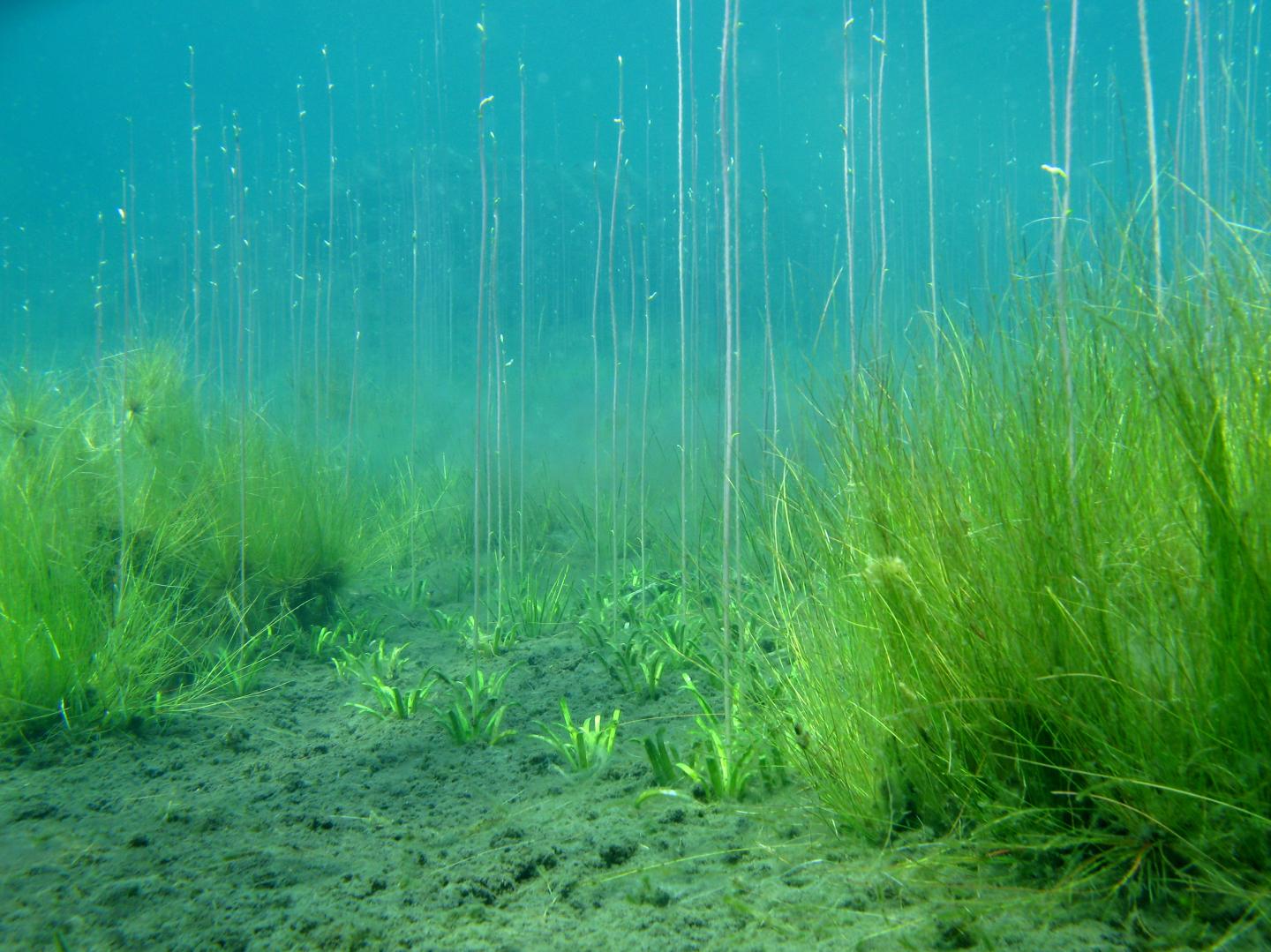 Catchment Geology Rules Freshwater Plant Comm | EurekAlert!