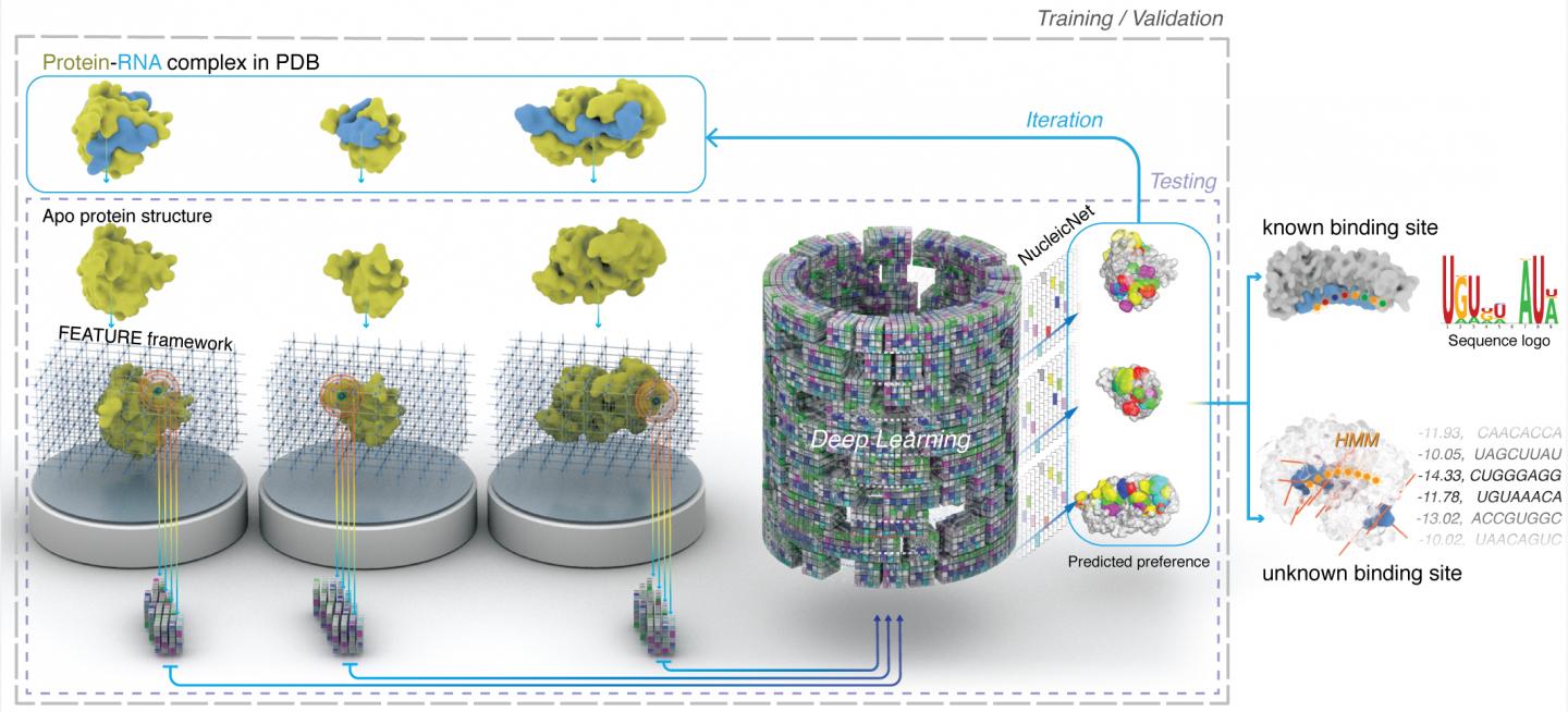 AI Reveals Nature of RNA-Prote [IMAGE] | EurekAlert! Science News Releases