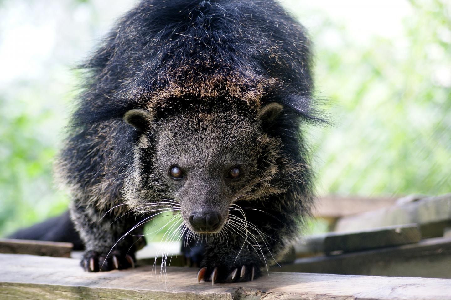 Where Do Binturongs Get Their [IMAGE] | EurekAlert! Science News Releases
