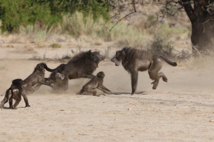 Baboon Fight [IMAGE] | EurekAlert! Science News Releases