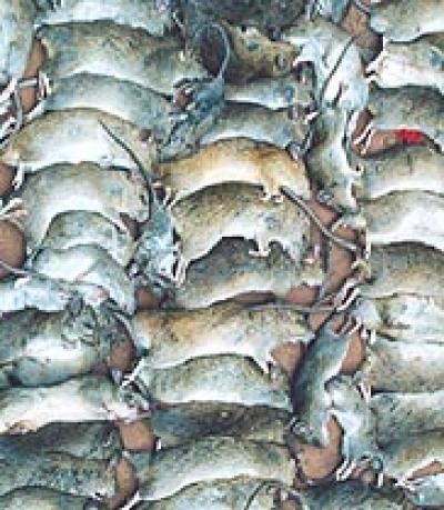 Globetrotting black rat genes reveal spread o | EurekAlert!