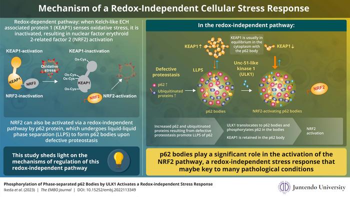 Insights into redox-independent cellular stre | EurekAlert!