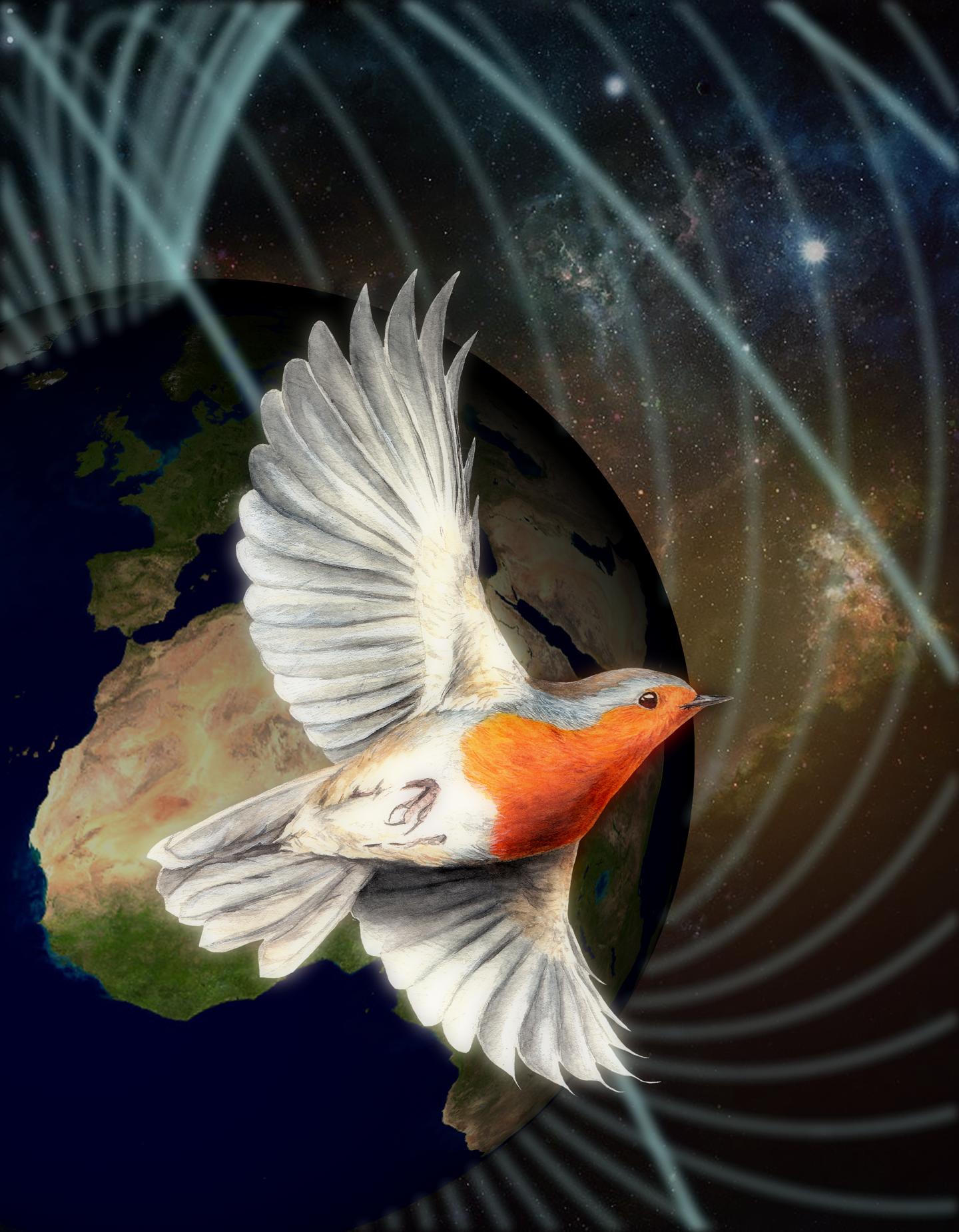 European Robin [IMAGE] | EurekAlert! Science News Releases