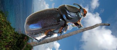 Coconut Rhinoceros Beetles Kil [IMAGE] | EurekAlert! Science News Releases