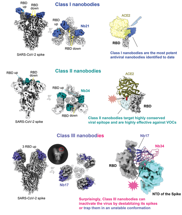 Three Classes of Nanobodies [IMAGE] | EurekAlert! Science News Releases