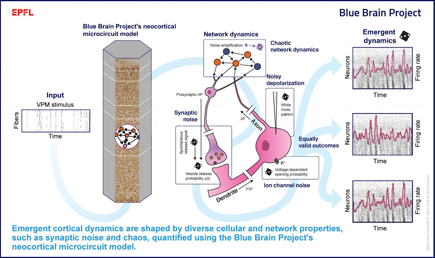 Infographic How Neurons Find [image] Eurekalert Science News Releases