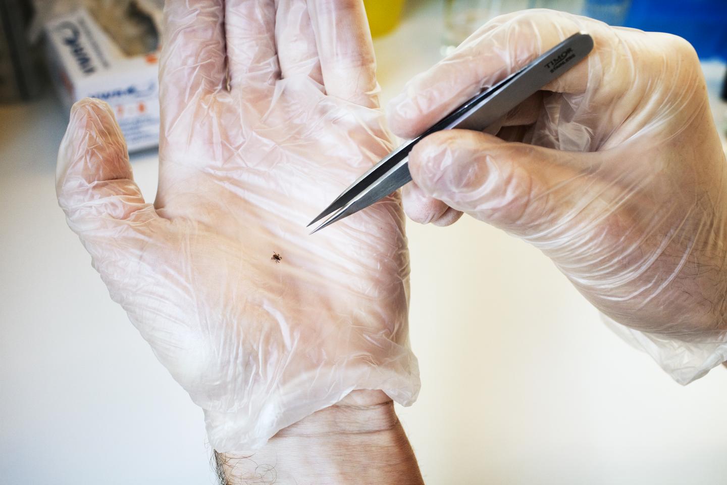 Tick in the Lab [IMAGE] | EurekAlert! Science News Releases