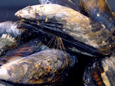 Mussels cramped by environmental factors | EurekAlert!