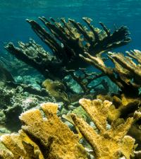 Uncovering Caribbean Coral Resilience, as Aid | EurekAlert!