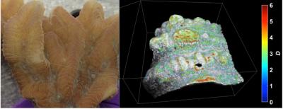 Coral Imaging [IMAGE] | EurekAlert! Science News Releases
