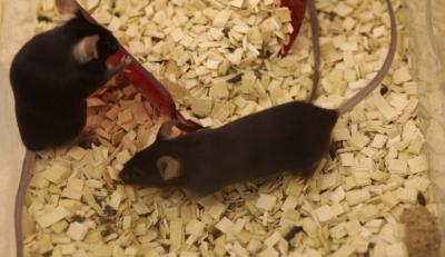 First 'heavy mouse' leads to first lab-grown | EurekAlert!