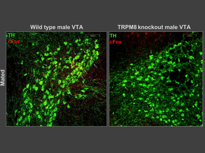 VTA Male Mice Image [IMAGE] | EurekAlert! Science News Releases