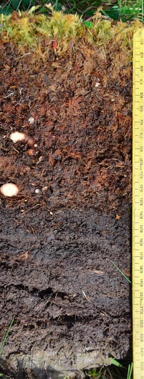 Close up of Peat Patch [IMAGE] | EurekAlert! Science News Releases