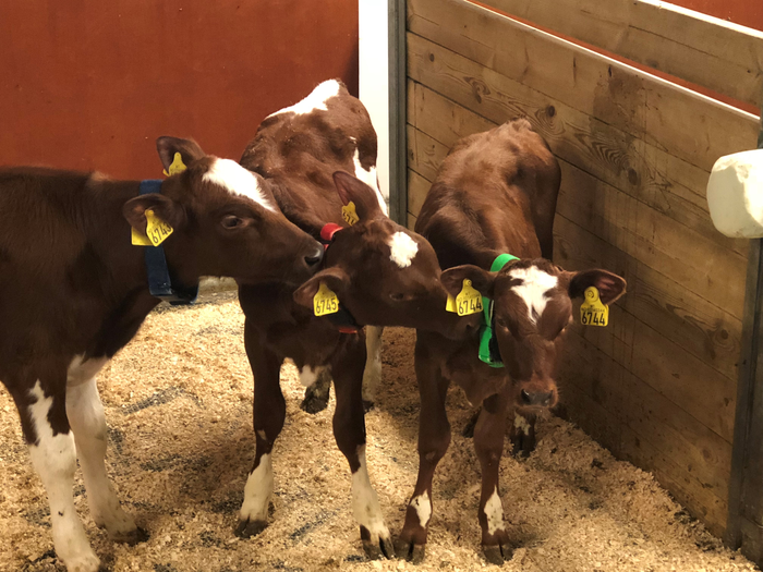 Calf personality, feeding, and growth: When o | EurekAlert!