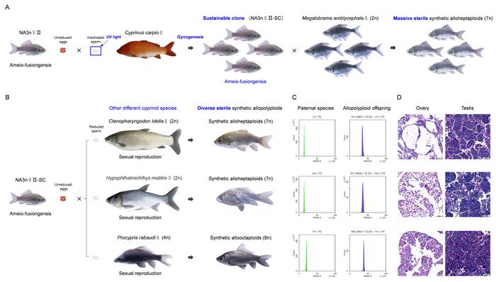 Oogenesis And Spermatogenesis In Fish