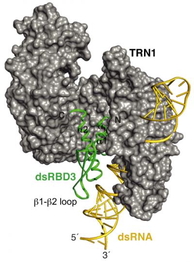 Structure [IMAGE] | EurekAlert! Science News Releases